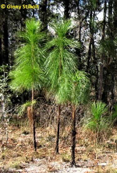 Adventures of a Transplanted Gardener