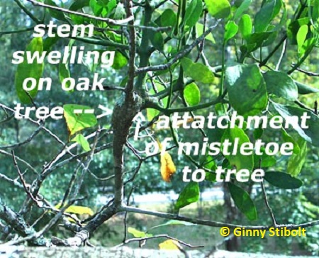 Adventures of a Transplanted Gardener