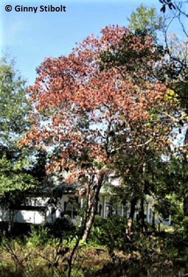 Adventures of a Transplanted Gardener